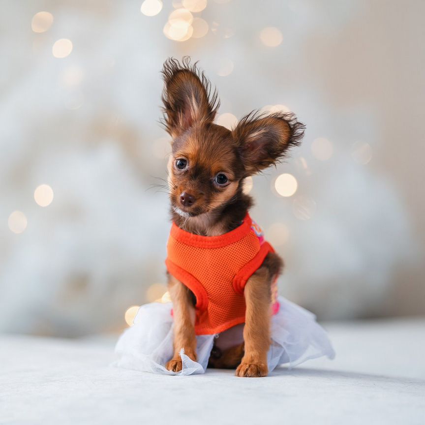 Русский той-терьер, щенок