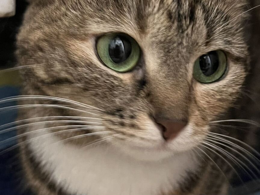 Кошечка подросток гипер ласковая