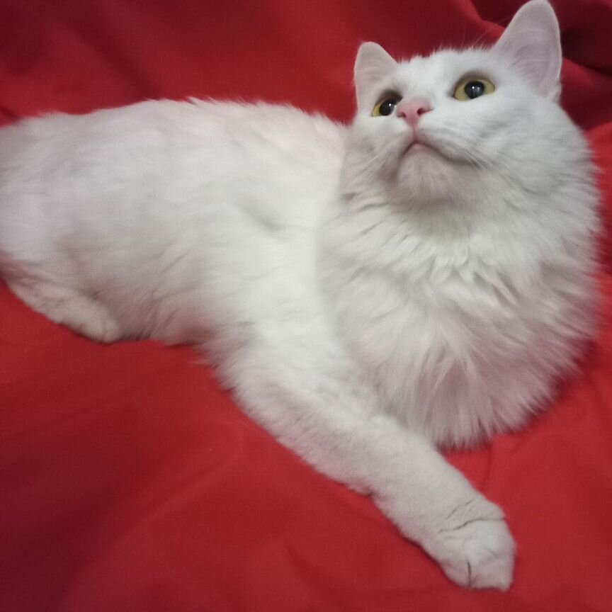 Турецкая ангора, взрослая кошка