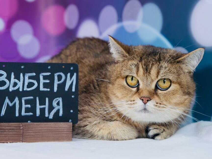 Спокойная кошечка ищет семью