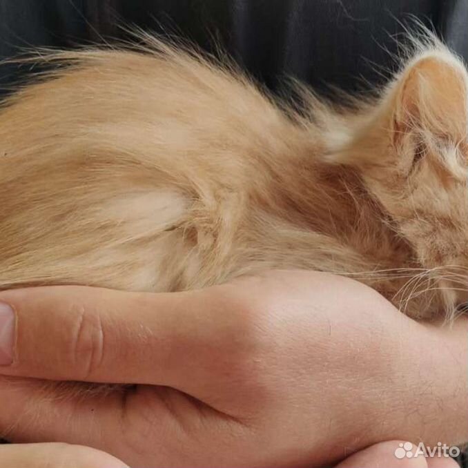 Абрикосовый котёнок в добрые руки