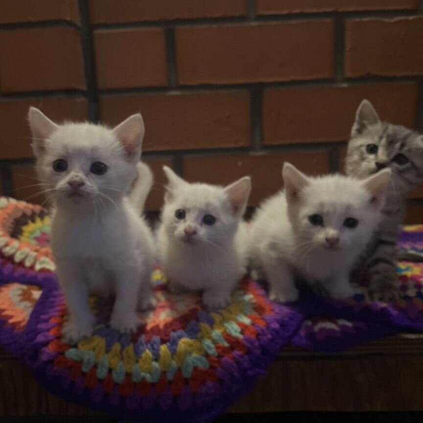 Котята в добрые руки