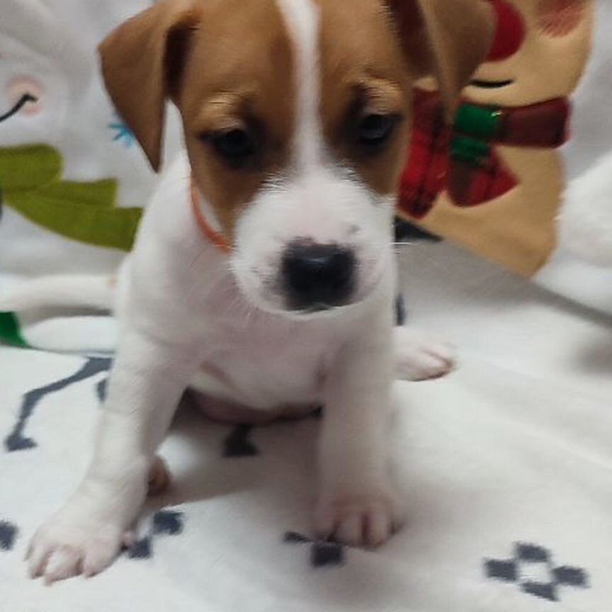 Джек рассел терьер РКФ