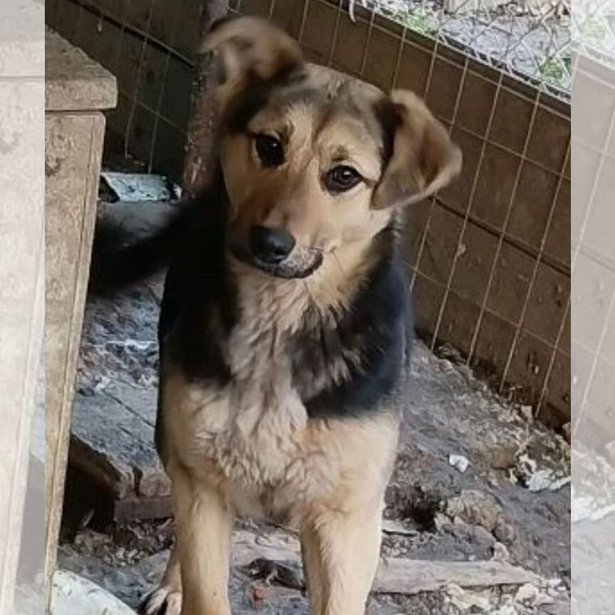 Щенок в добрые руки