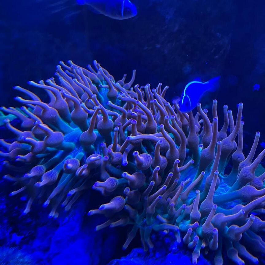 Актиния пузырчатая