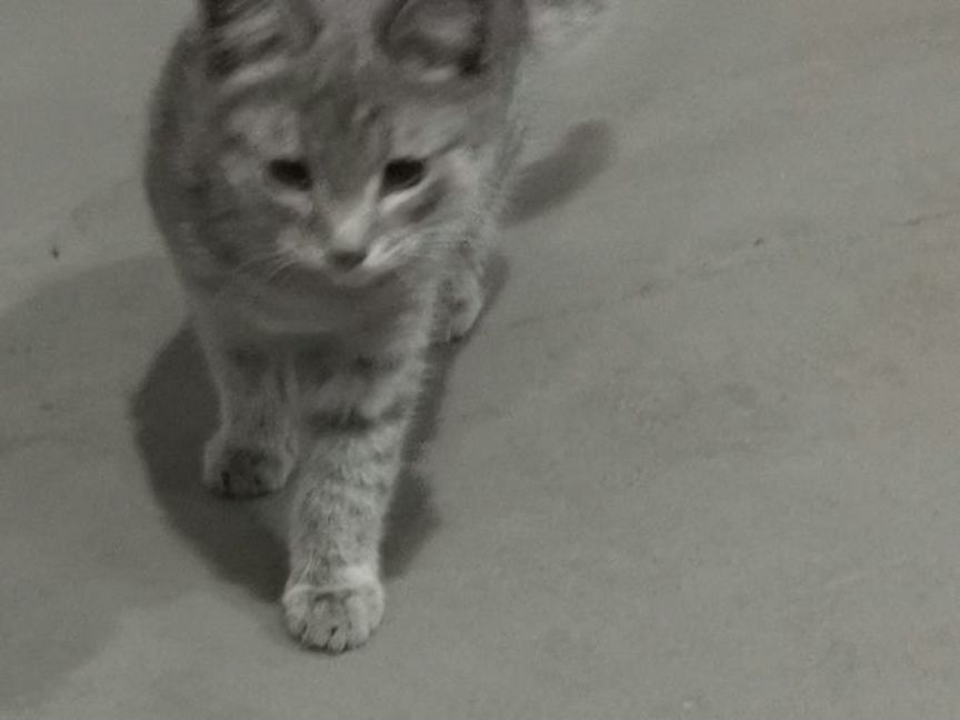 Котята ищут дом