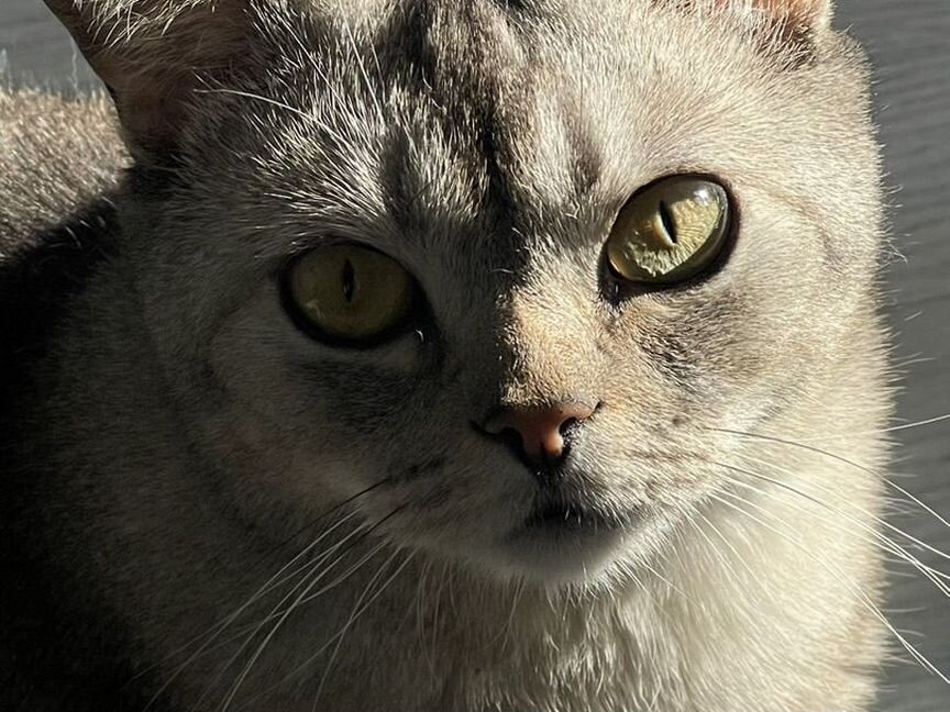 Отдам кота в добрые руки