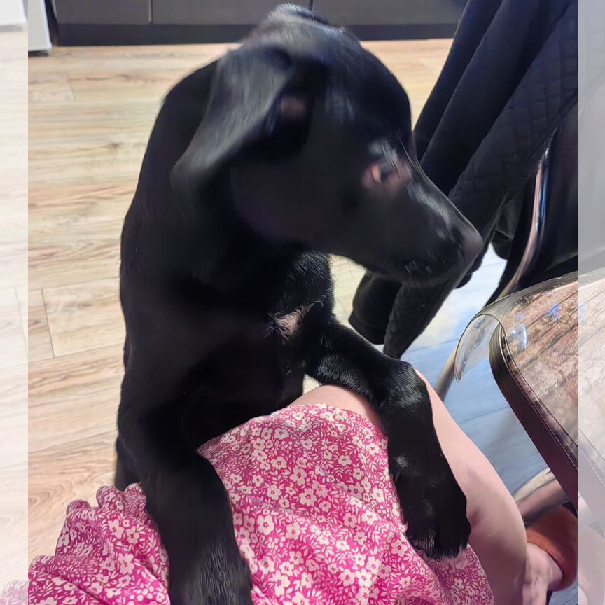 Немецкая овчарка, щенок