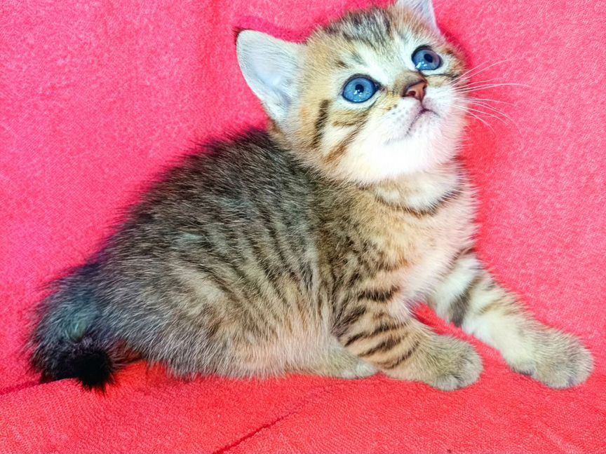 Британский котик