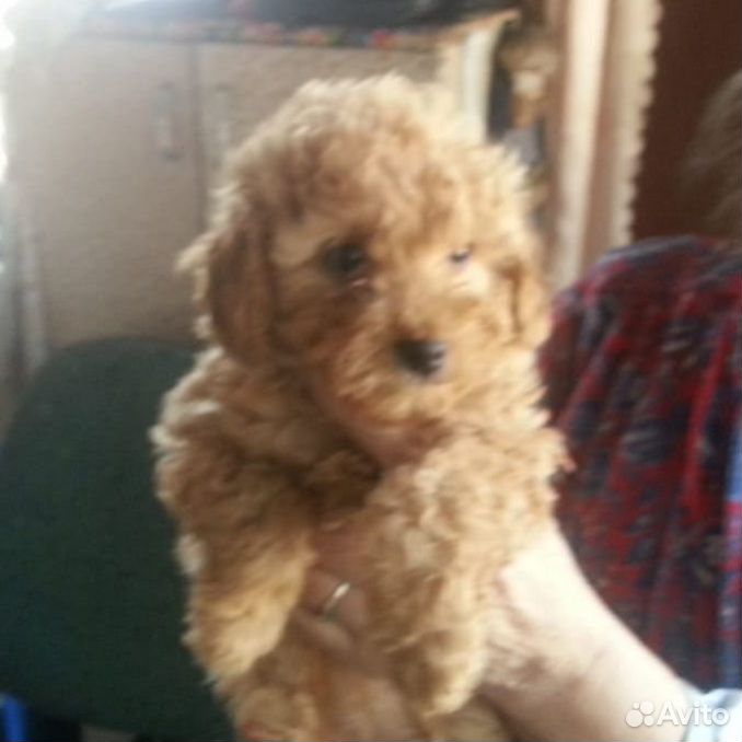 Девочки и мальчики пудельки