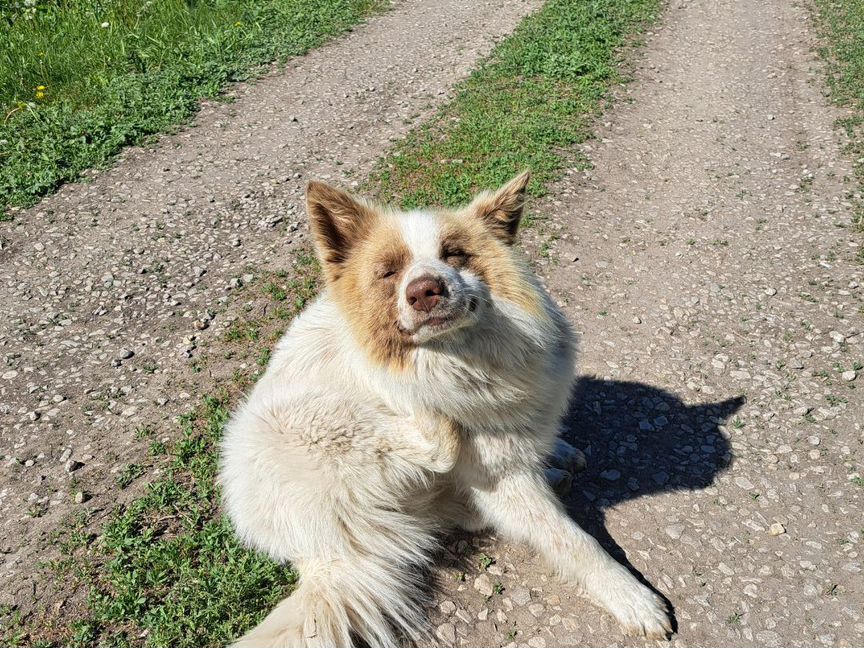 Собака в добрые руки отдам бесплатно