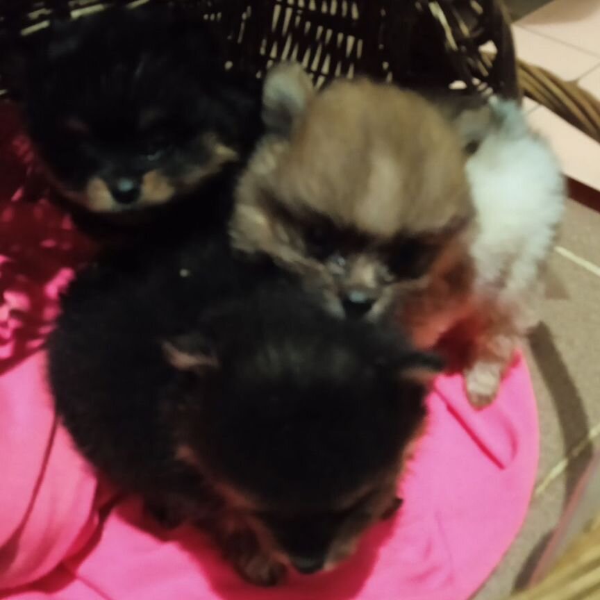 Щенки шпица 3/4