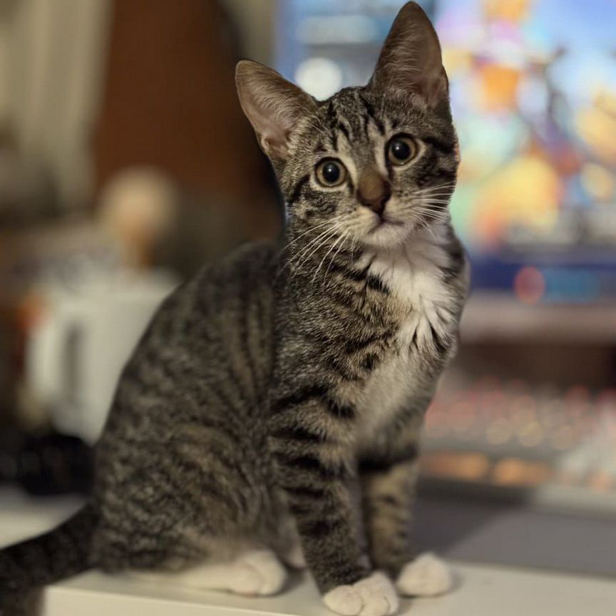 Котёнок в добрые руки