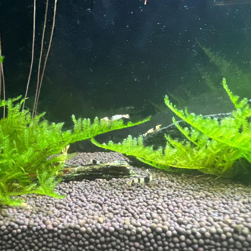 Аквариумные креветки подростки чёрный кристалл