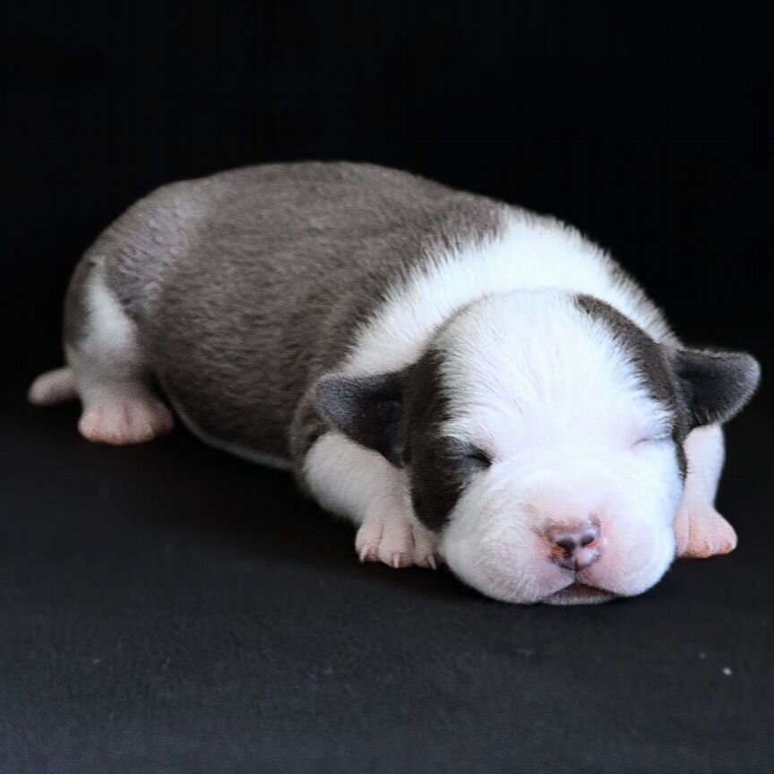 Американский стаффордширский терьер, щенок