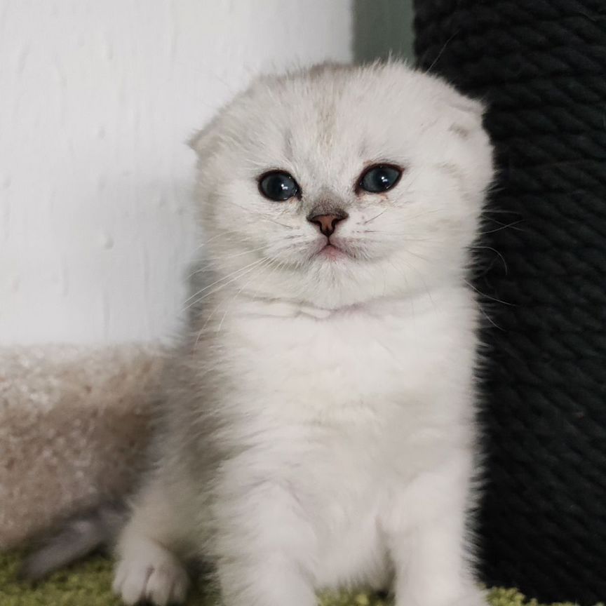 Шотландский вислоухий серебристый мальчик