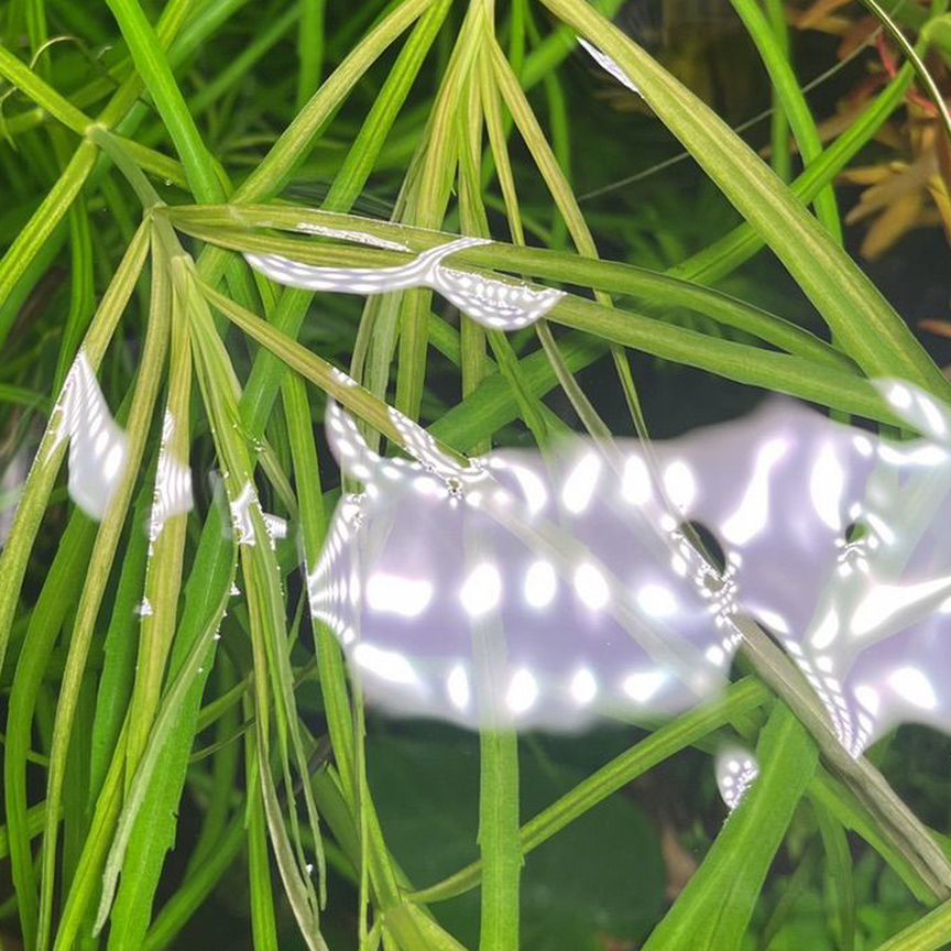 Аквариумное растение, Погостемон Октопус