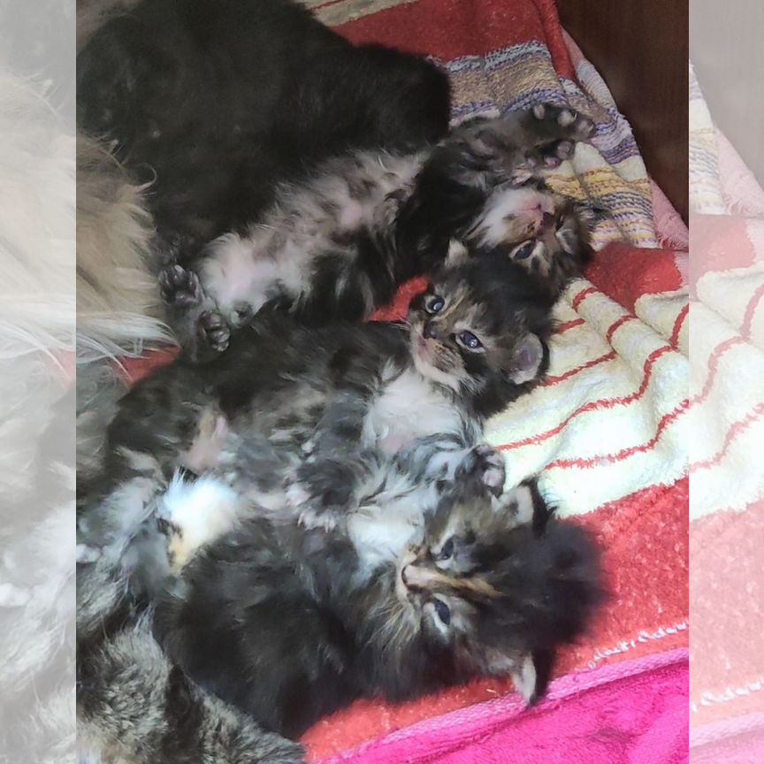 Мейн-кун котёнок