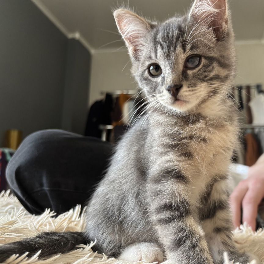 Котёнок в добрые руки