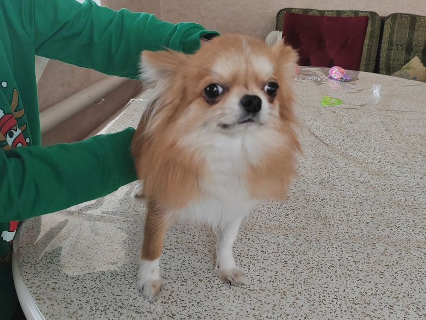 Вязка кобель чихуахуа мини