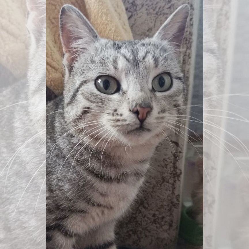 Котик в добрые руки бесплатно