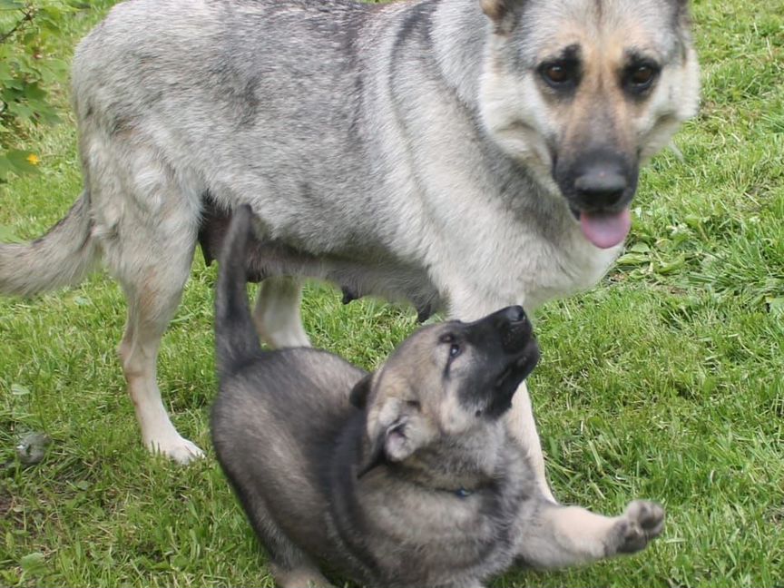 Восточноевропейская овчарка