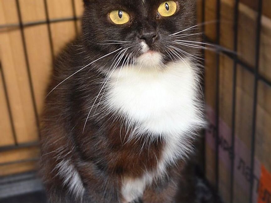 Дикая Роза - кошка в добрые руки