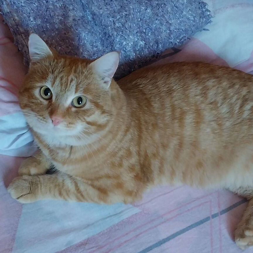 Взрослый кот в добрые руки