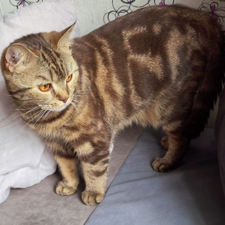 Британская короткошёрстная, взрослая кошка