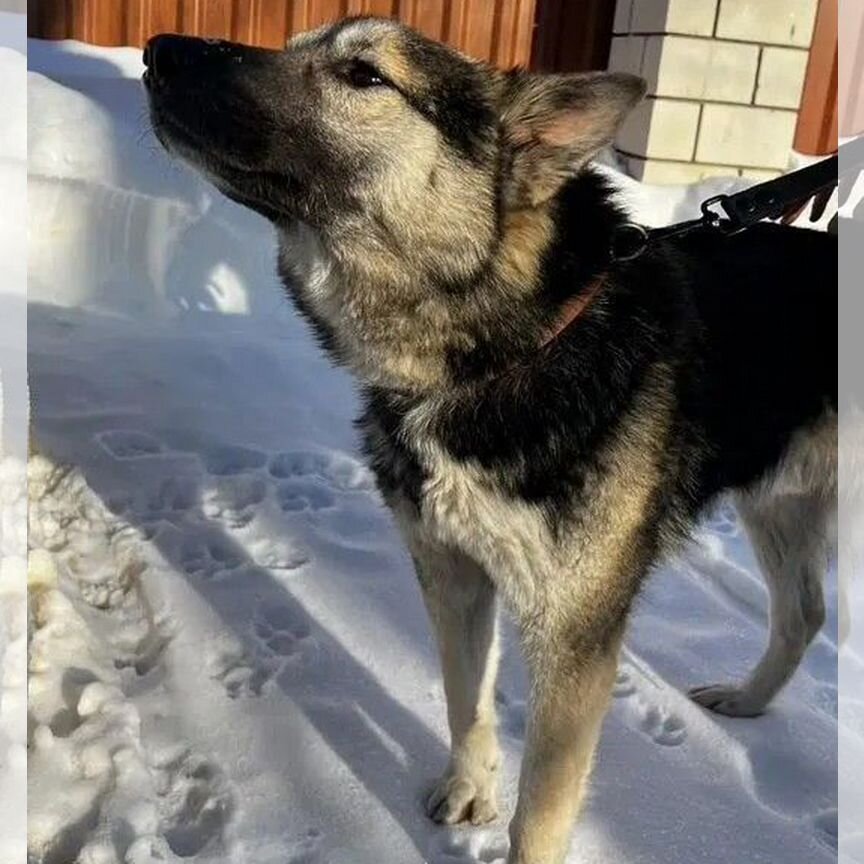 Восточноевропейская овчарка, взрослый пёс