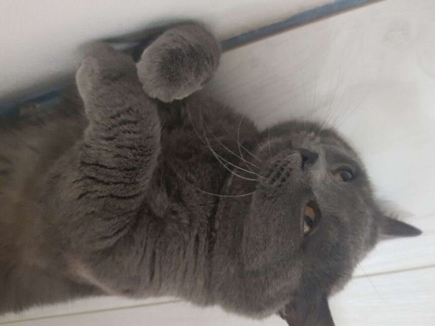 Шотландский Кот "вязка"