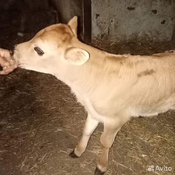 Бычок Джерси