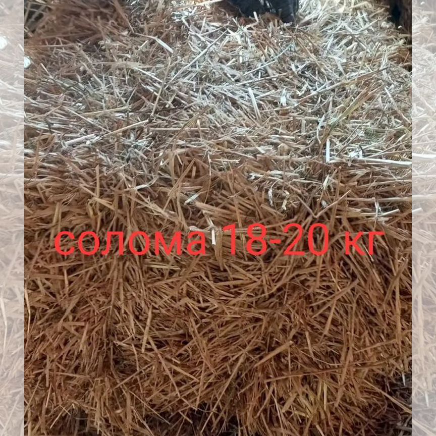 Сено в брикетах