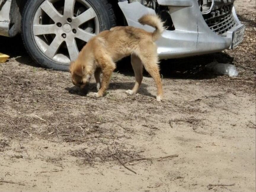 Щенок живёт под машиной