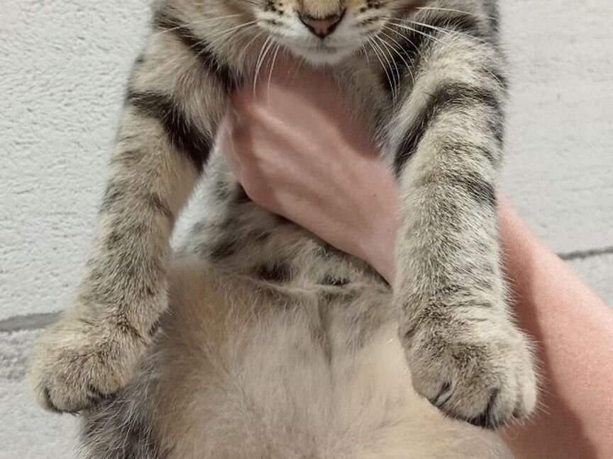 Храбрый котенок дворянской породы