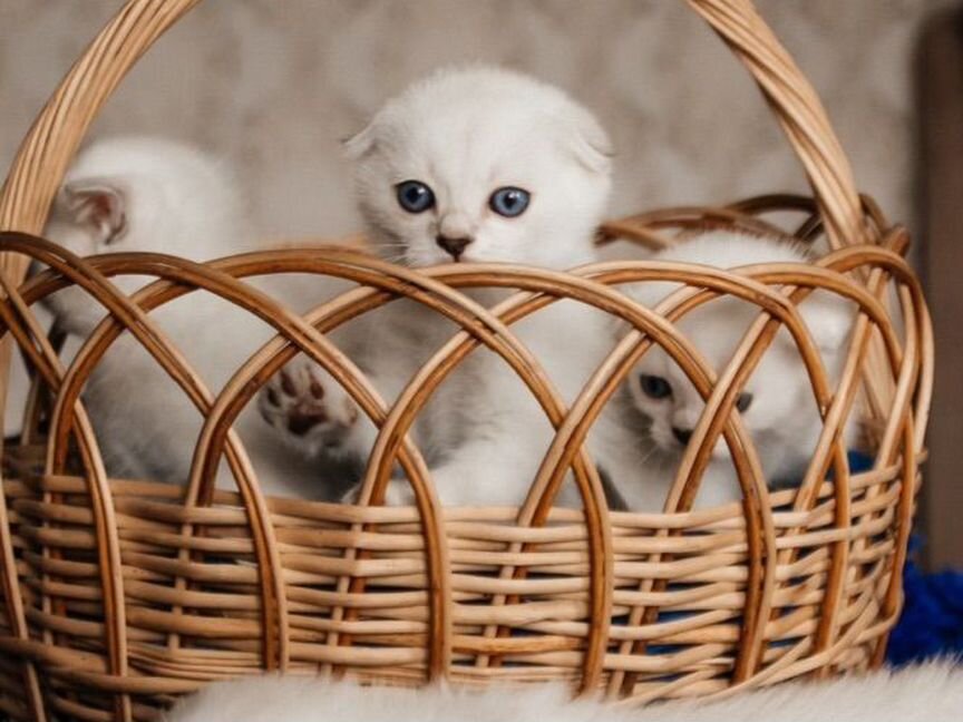 Шотландские котята