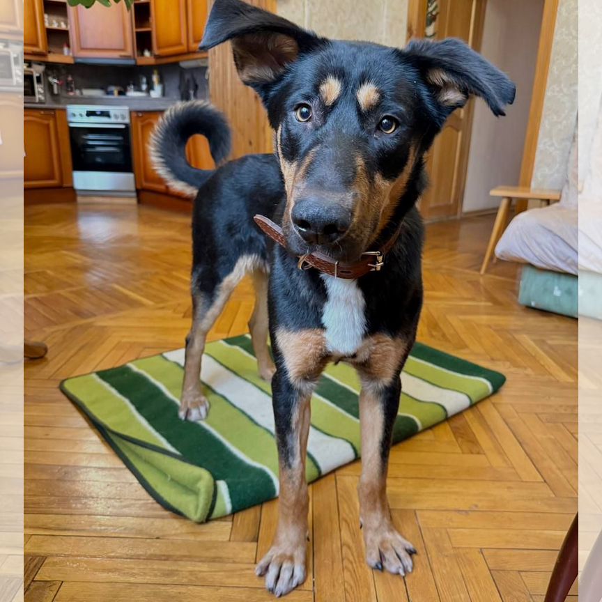 Щенок в добрые руки