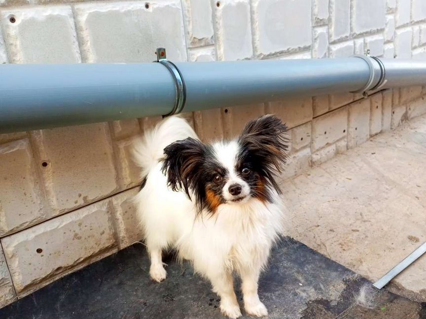 Подрощенный мальчик Папийон