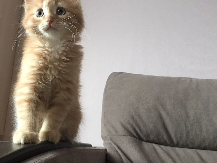 Котенок в добрые руки