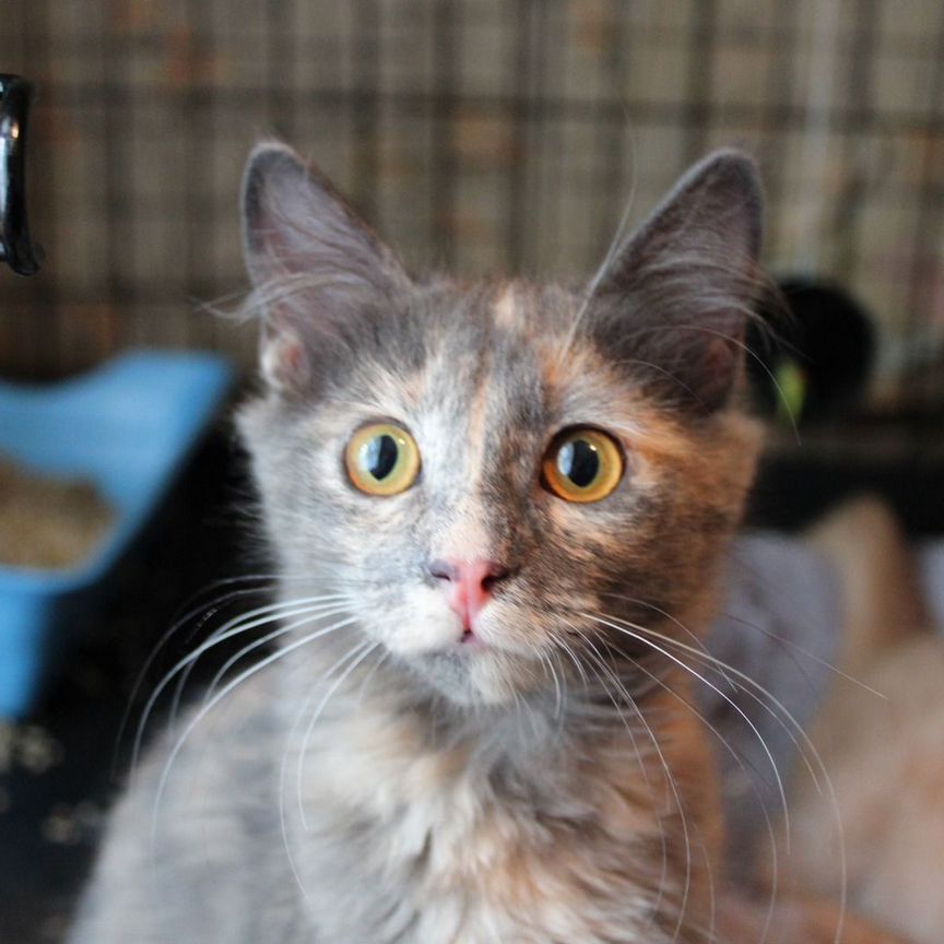 Котята ждут семью