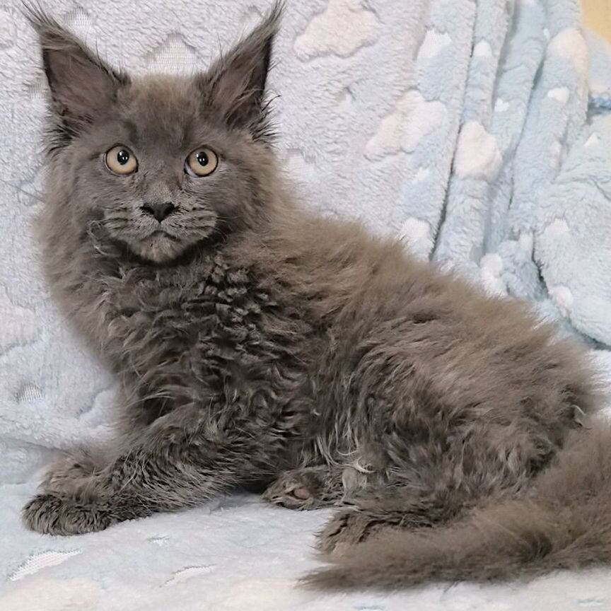 Котята мейн-кун девочки