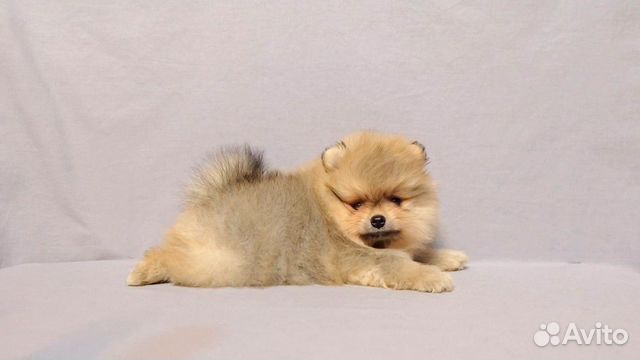 Девочка миниатюра крем-соболь