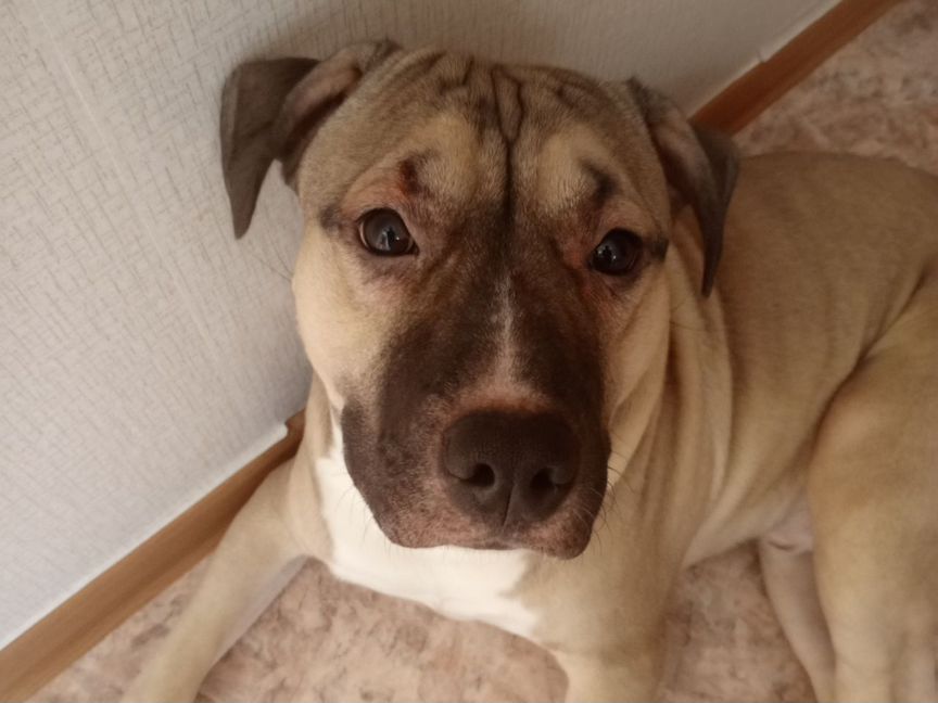 Амстаф годовалый