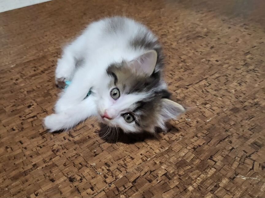 3 замечательных котенка 1,5 ищут родителей