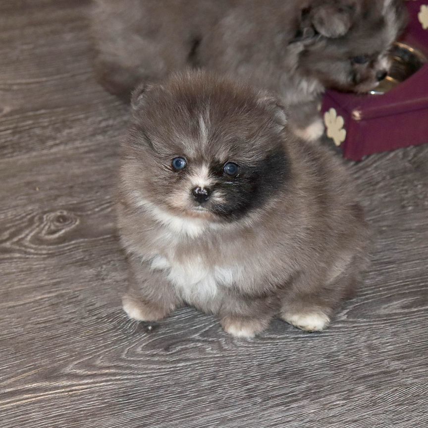 Померанский шпиц, щенок