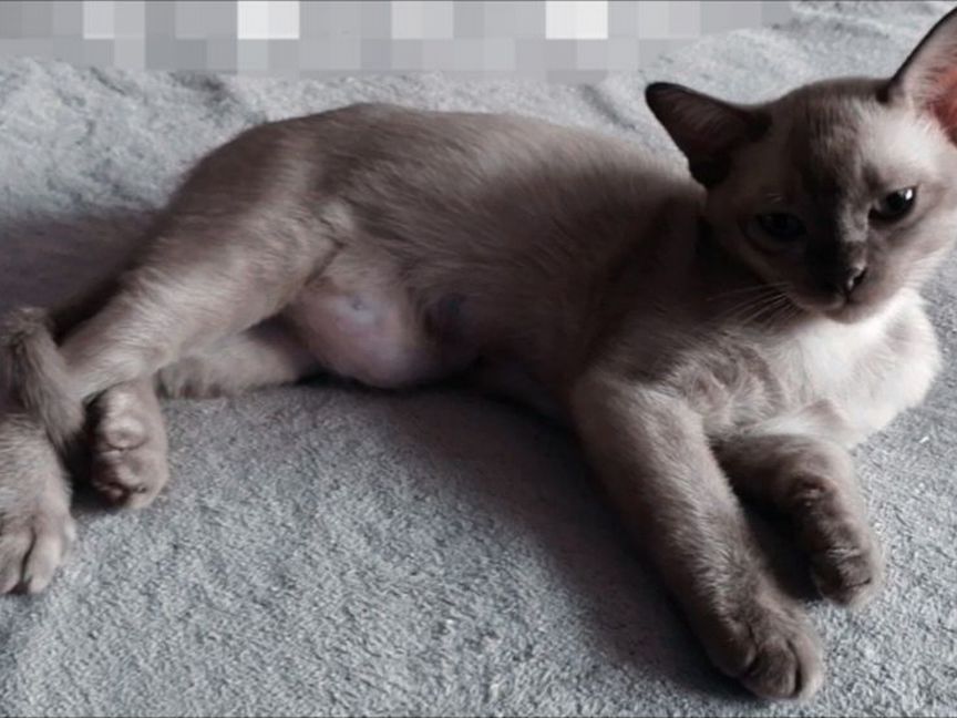 Бурманские котята