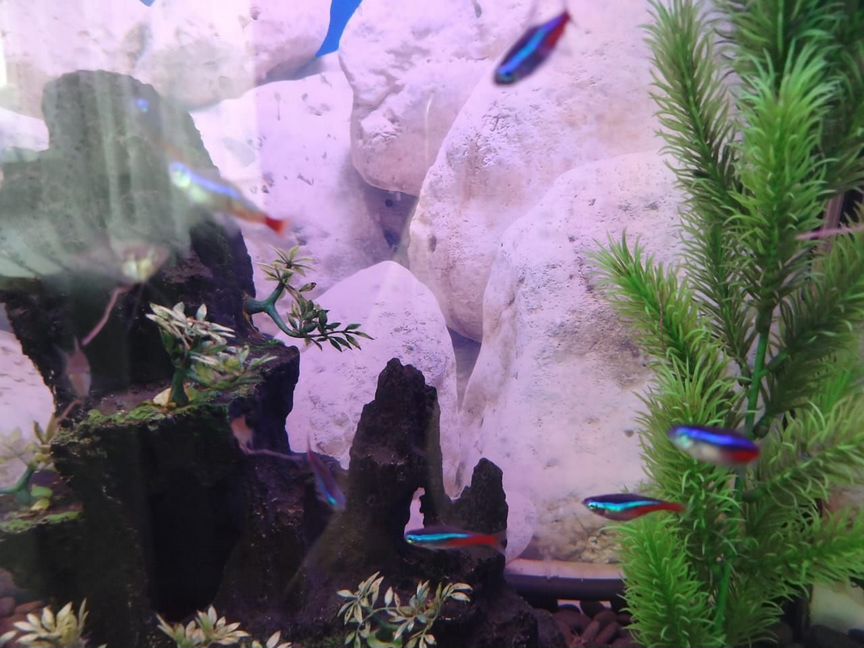 Аквариумные рыбки неоны