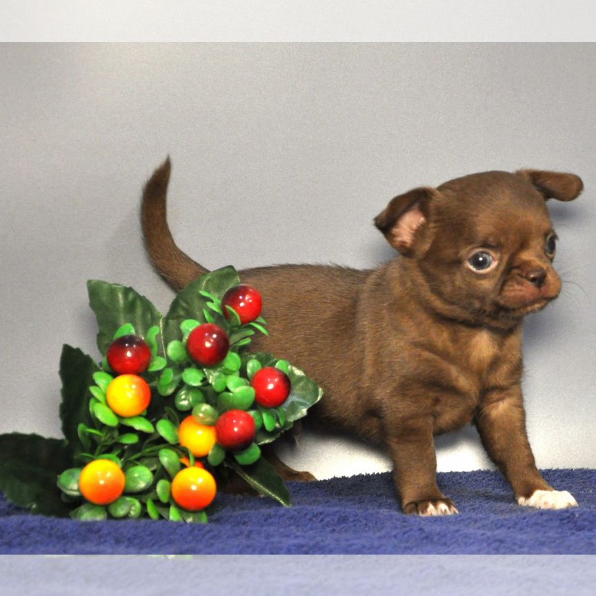 Чихуахуа, щенок