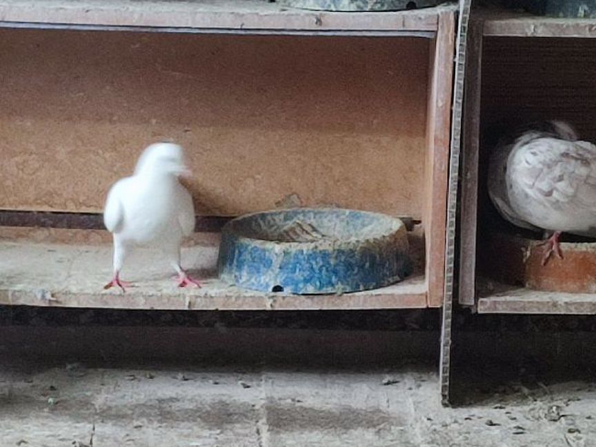 Армянские поющие голуби