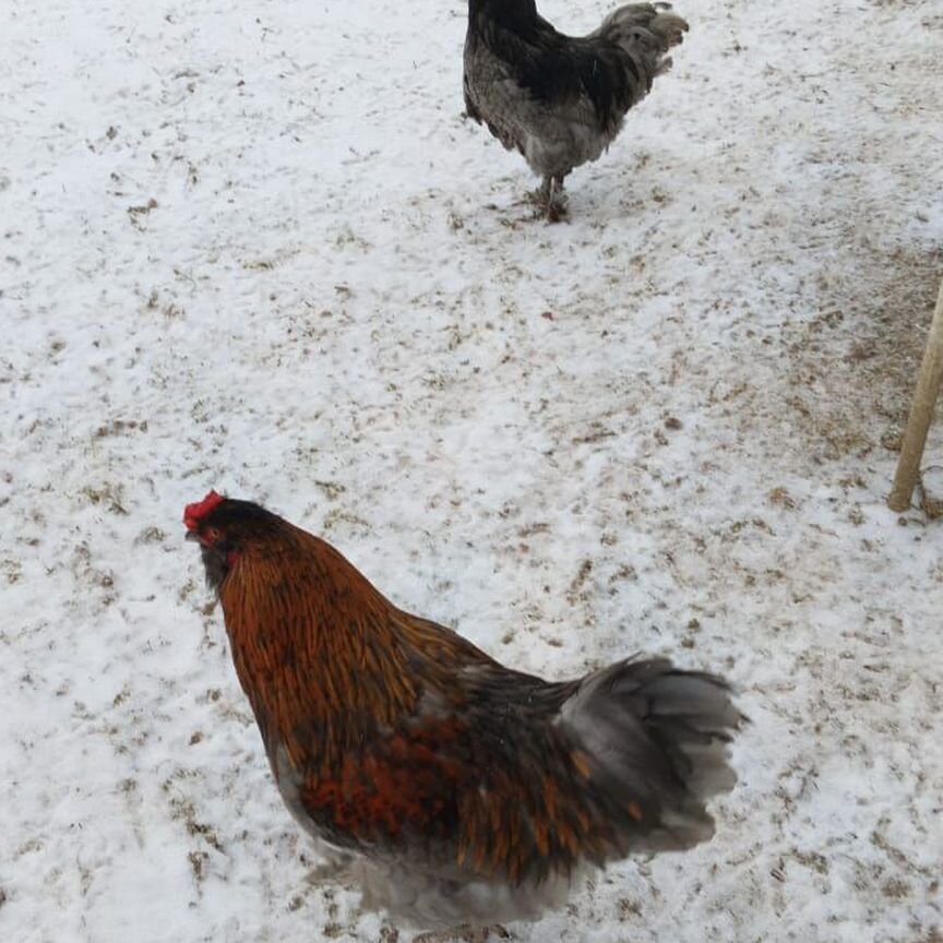 Домашние молодые петухи